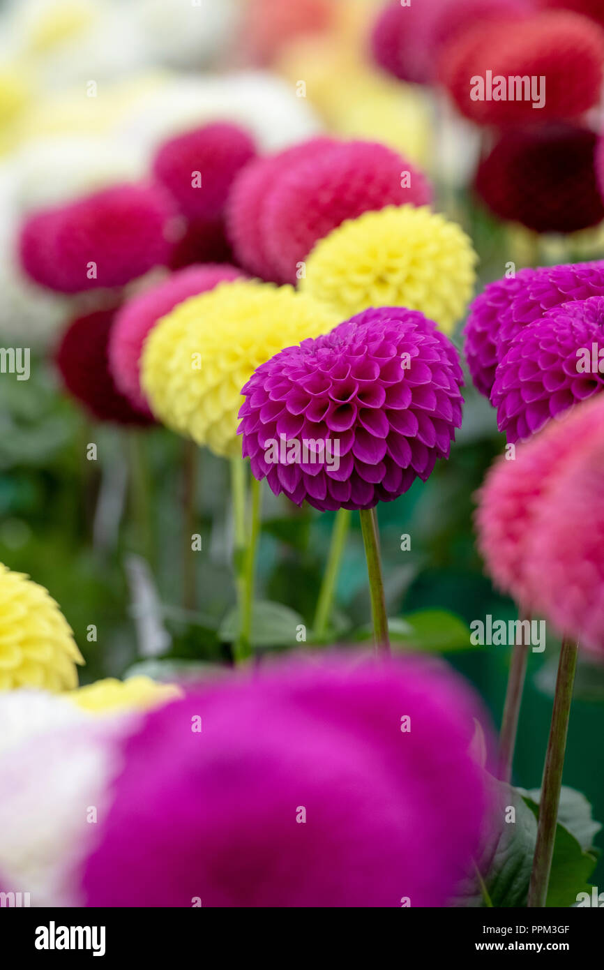 Dahlia ‘Barbarry surprise’. Miniature-Flowered Decorative Dahlia Stock ...