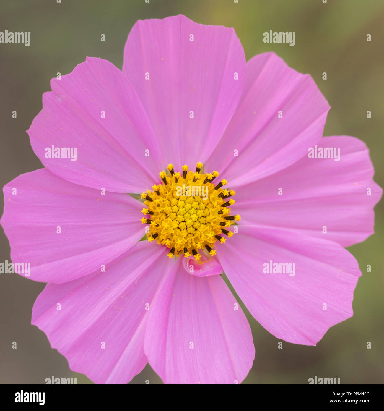 pink flower isolated on green background Stock Photo - Alamy