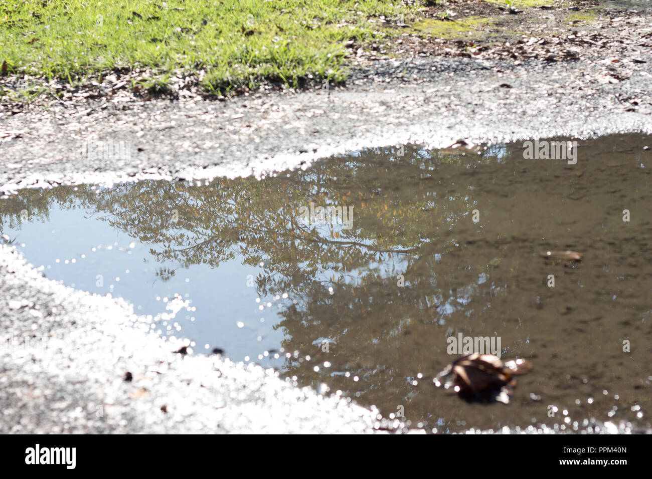 Tree reflected in puddle in park Stock Photo - Alamy