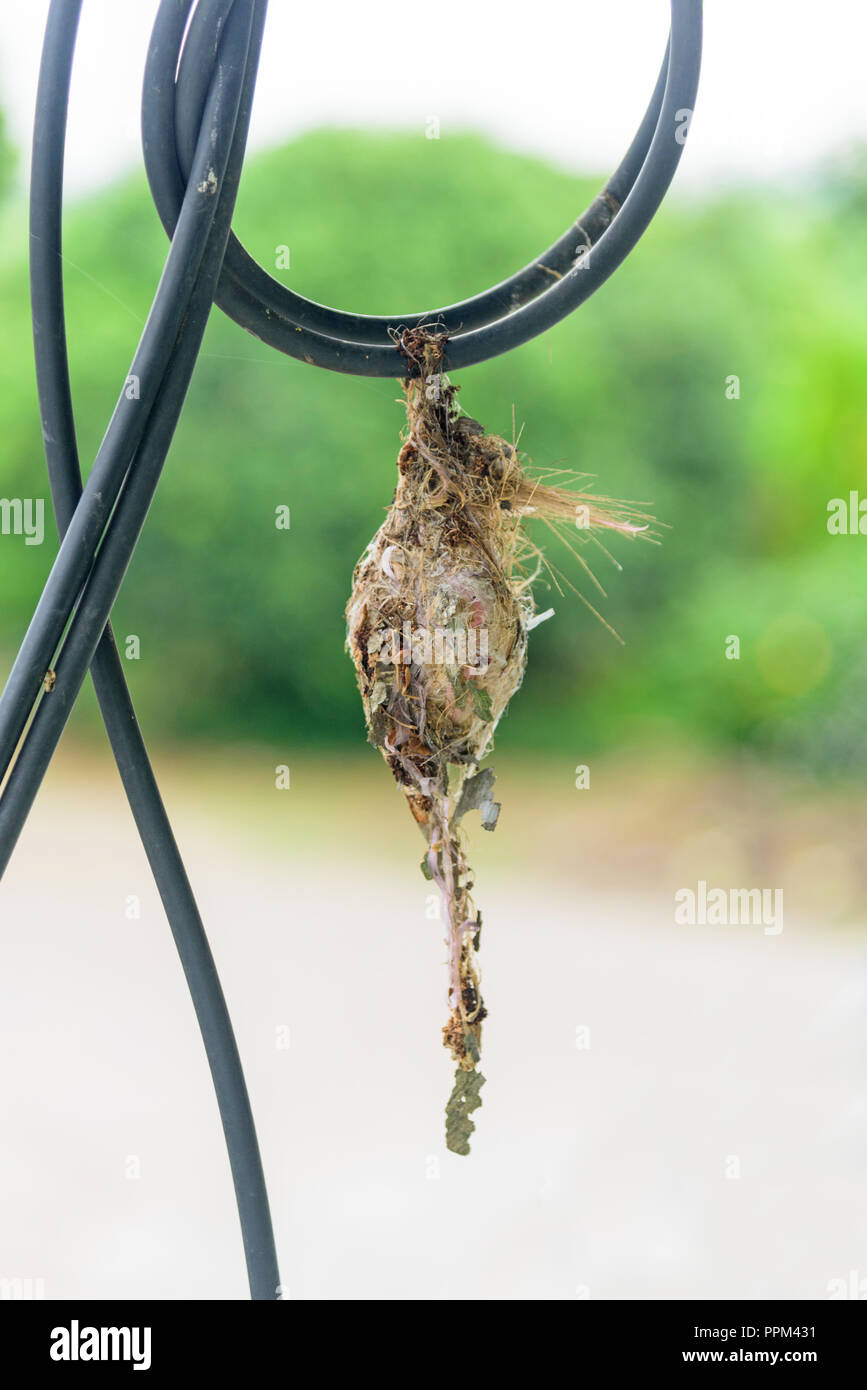 Bird's nest at wire Stock Photo - Alamy