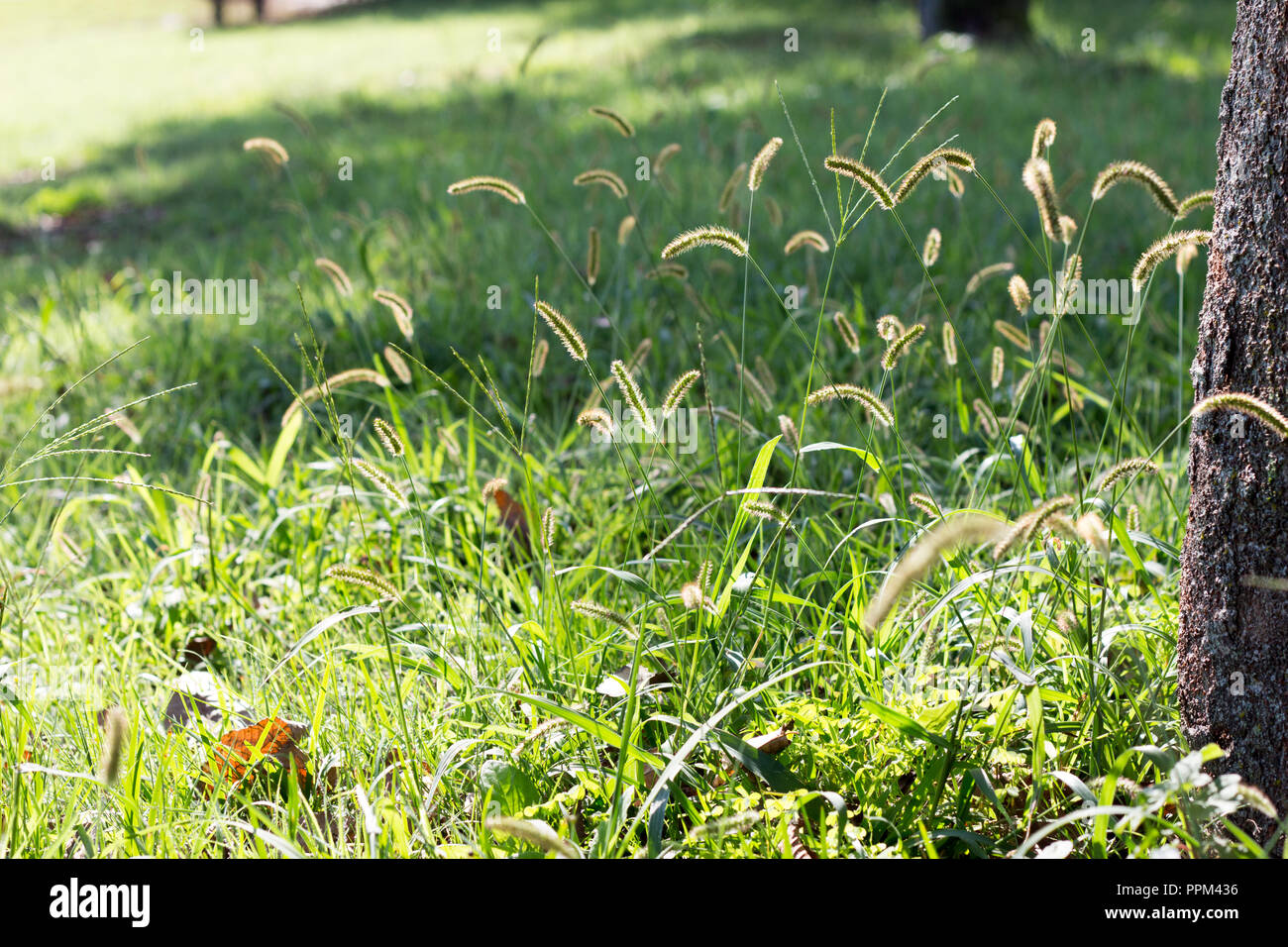 Foxtails plant hi-res stock photography and images - Alamy