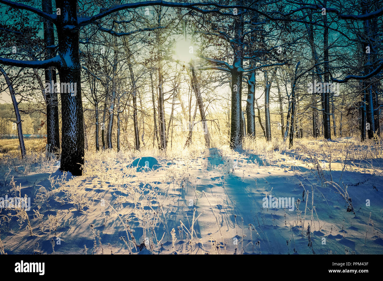 winter landscape in the forest with the morning sun Stock Photo - Alamy