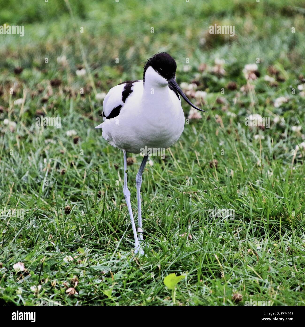 A view of an Avocet Stock Photo - Alamy