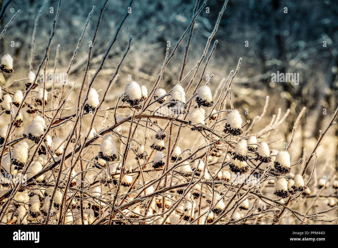 Winter bush hi-res stock photography and images - Alamy