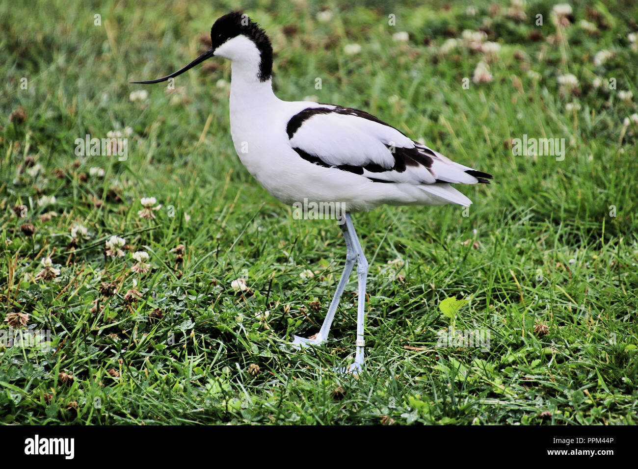 A view of an Avocet Stock Photo - Alamy
