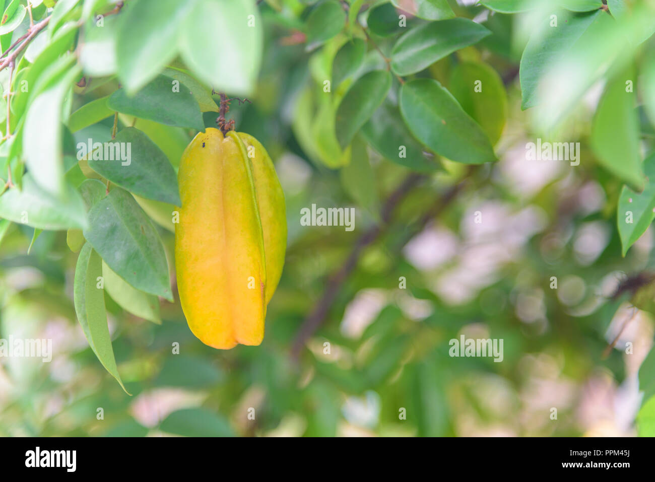 Star apple tree hi-res stock photography and images - Alamy