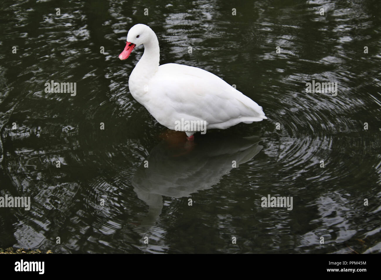A view of a Coscoroba Swan Stock Photo - Alamy