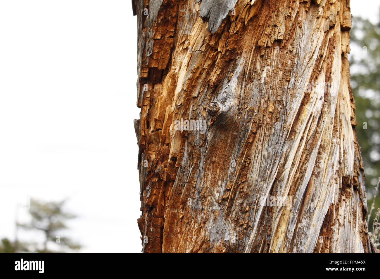 Detailed Pine Bark on Old Growth Tree in Interior BC Stock Photo - Alamy
