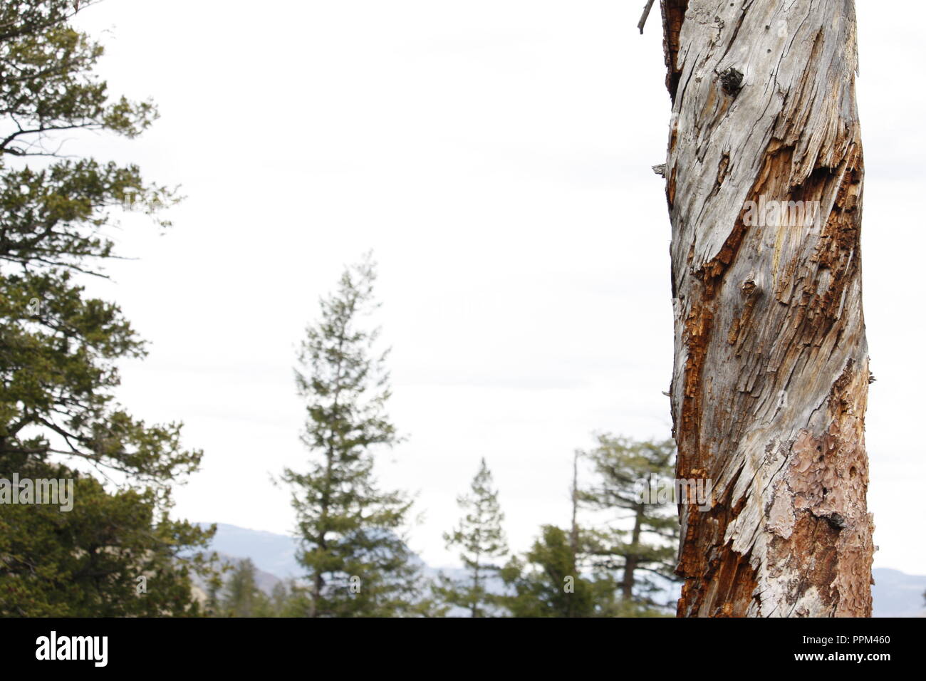 Old twisted pine tree hi-res stock photography and images - Alamy