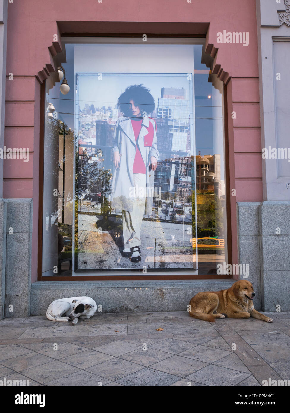 Stray dogs sleep in the shade in front of a window display at the ...