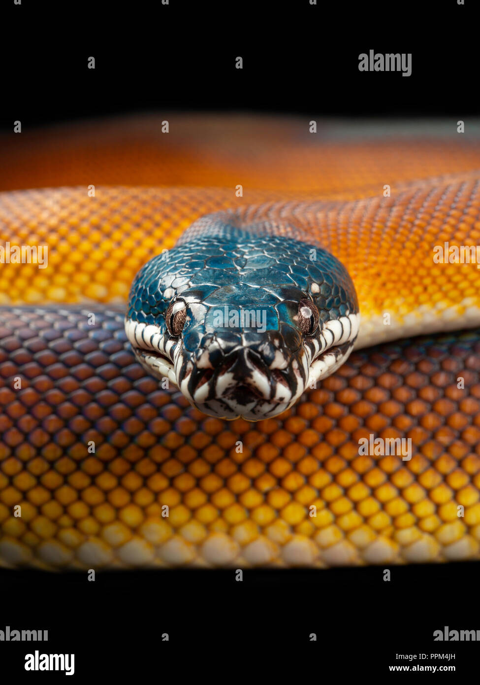 White lipped snake hi-res stock photography and images - Alamy