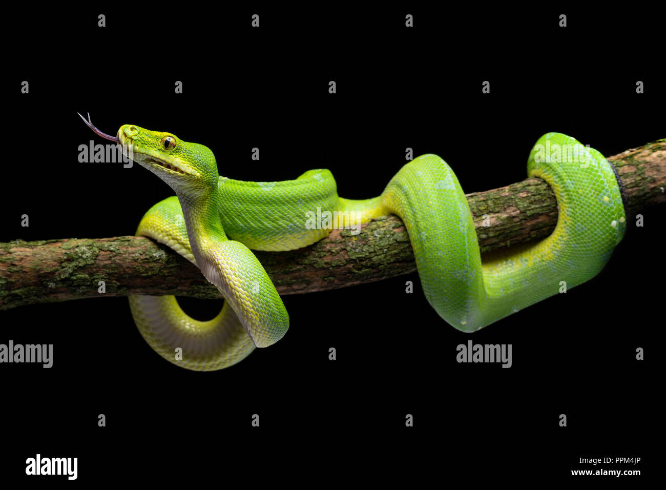 Morelia viridis / Green tree python Stock Photo - Alamy
