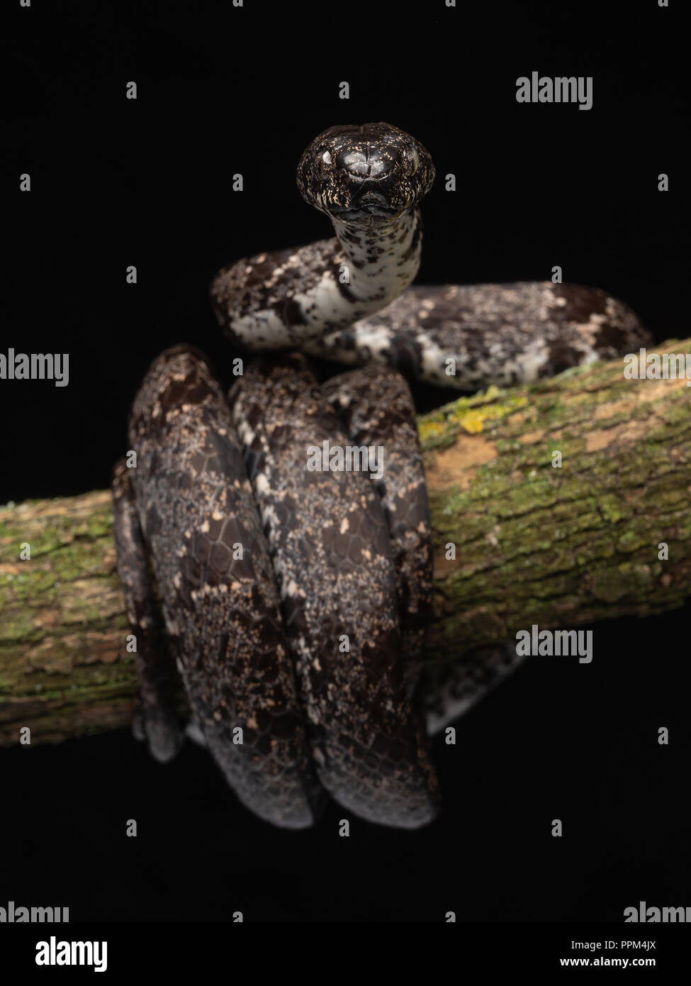 Clouded snake sibon nebulatus hi-res stock photography and images - Alamy