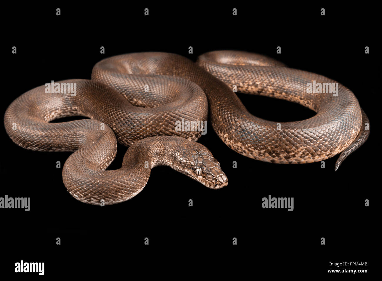 Snake photography tips hi-res stock photography and images - Alamy