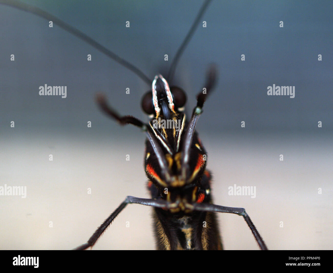 Bottom Part of Butterfly body Stock Photo - Alamy