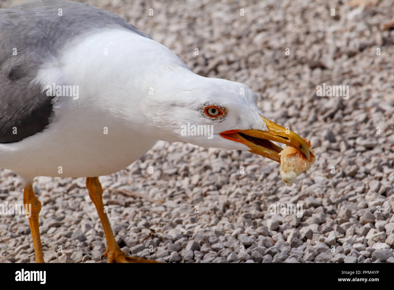 Seagull Food Stock Photos & Seagull Food Stock Images - Alamy