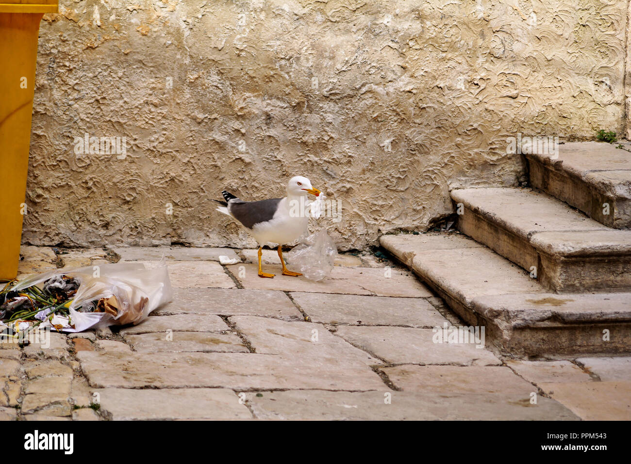 Seagull looking into waste bin hi-res stock photography and images - Alamy