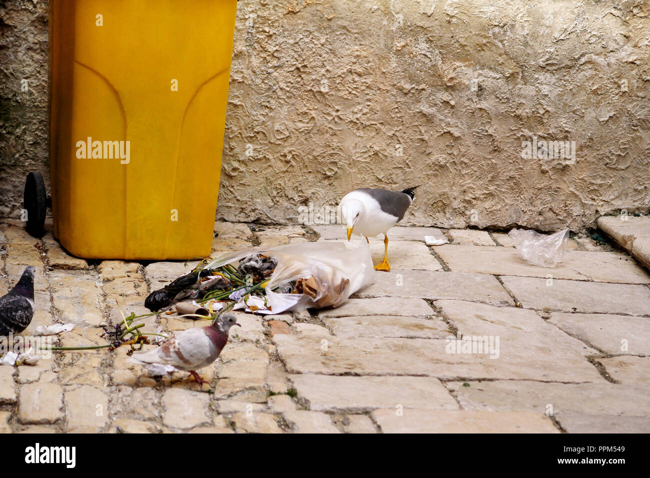 Seagull garbage. The bird - Seagull searching food in plastic bag and ...