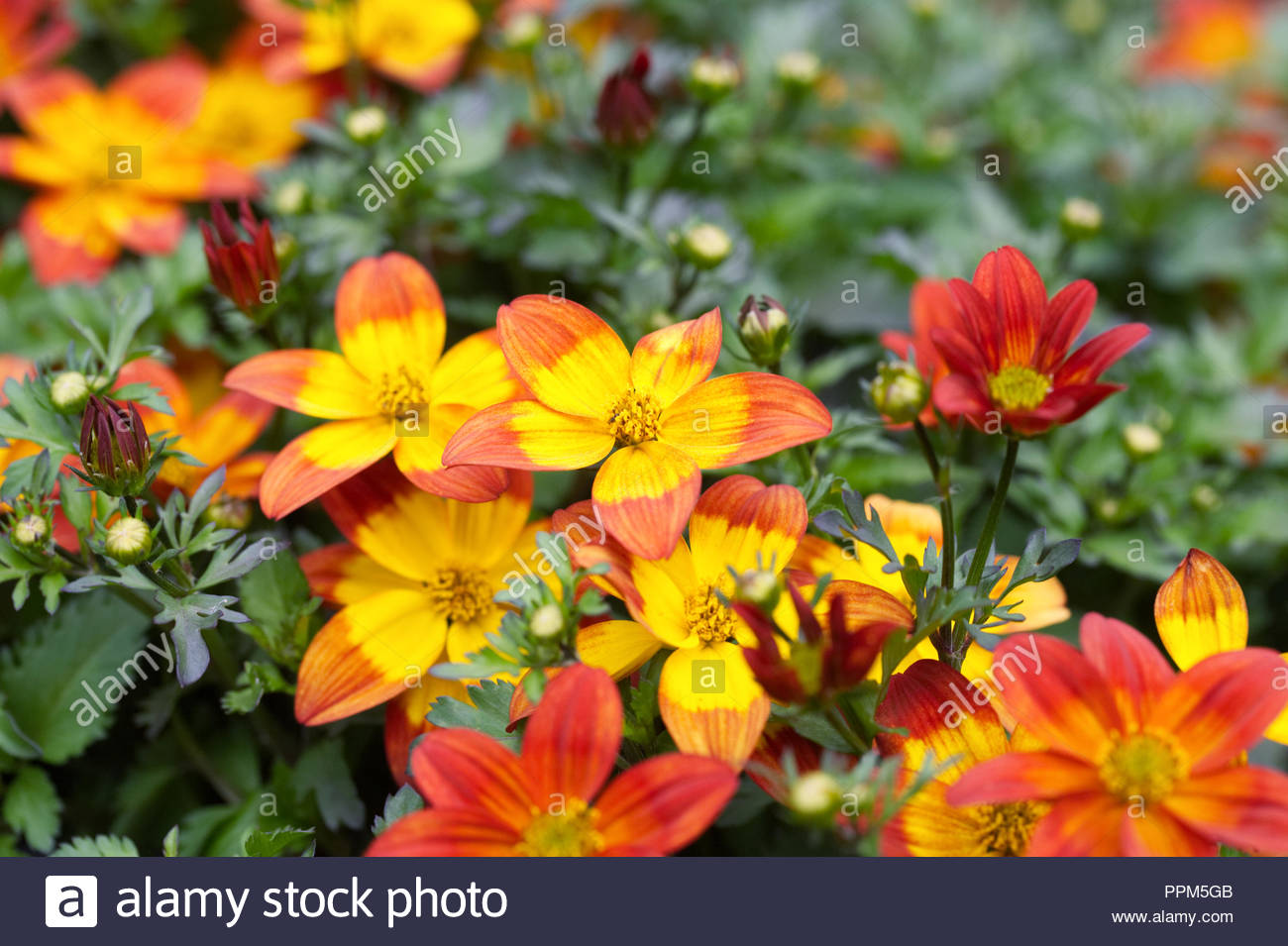 Bidens Flower Stock Photos & Bidens Flower Stock Images - Alamy
