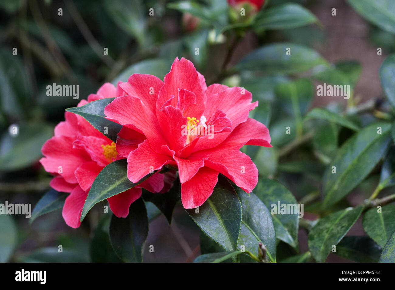 Camellia 'Freedom Bell' flowers Stock Photo - Alamy