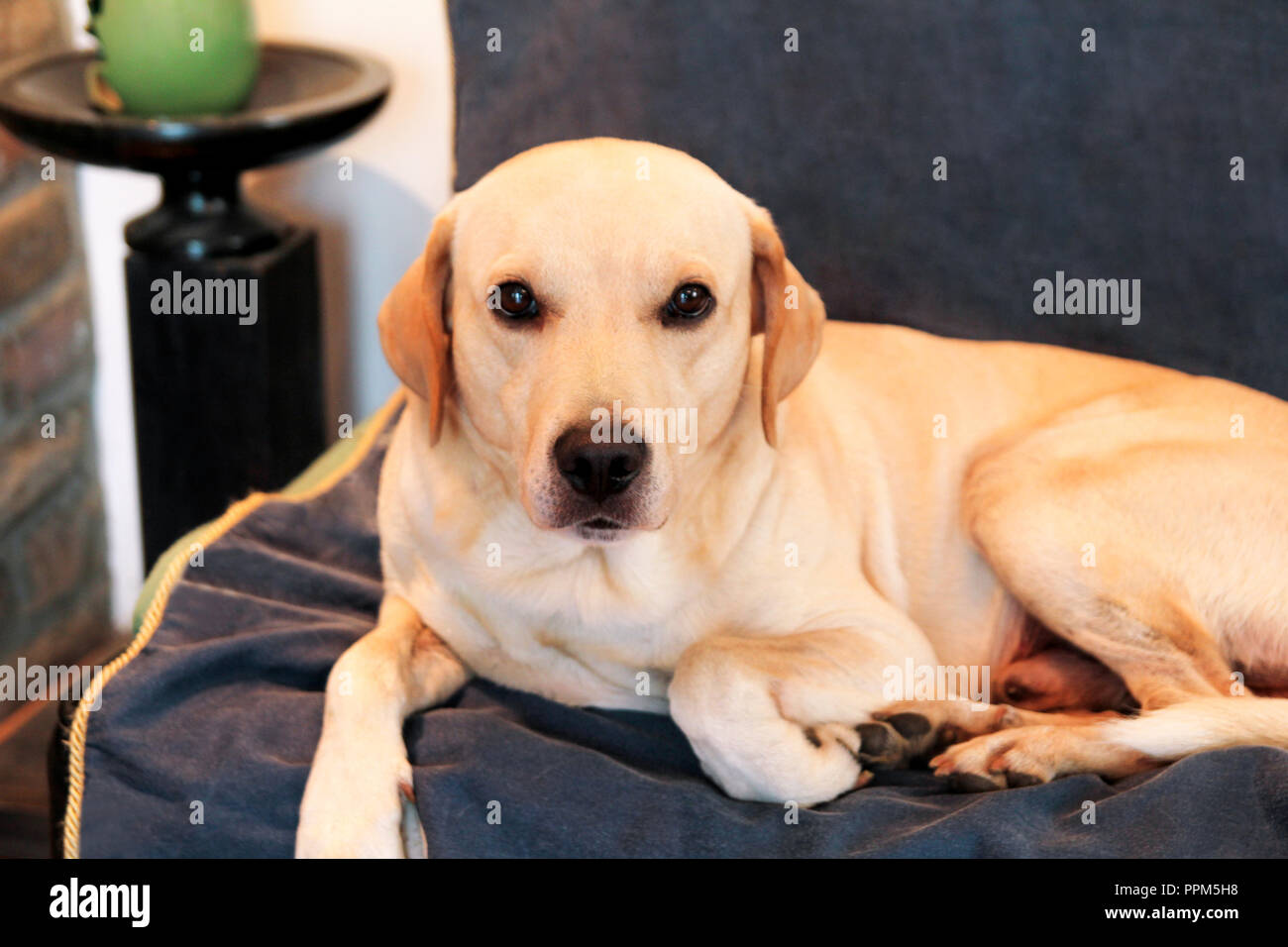 Dog is resting at home. Yellow labrador retriever dog laying in the bed ...