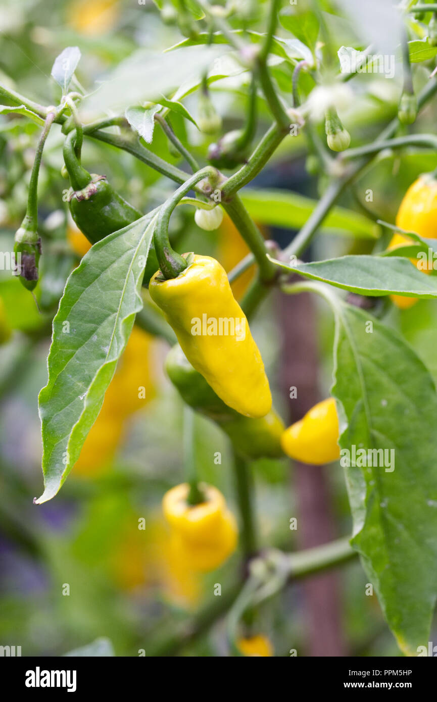 Chilli varieties hi-res stock photography and images - Alamy