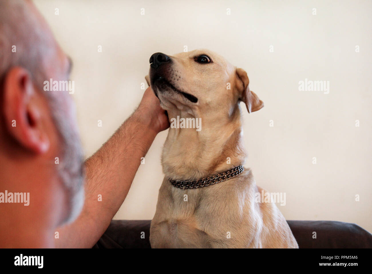 Yellow labrador retriever dog enjoys the company of his owner sitting ...