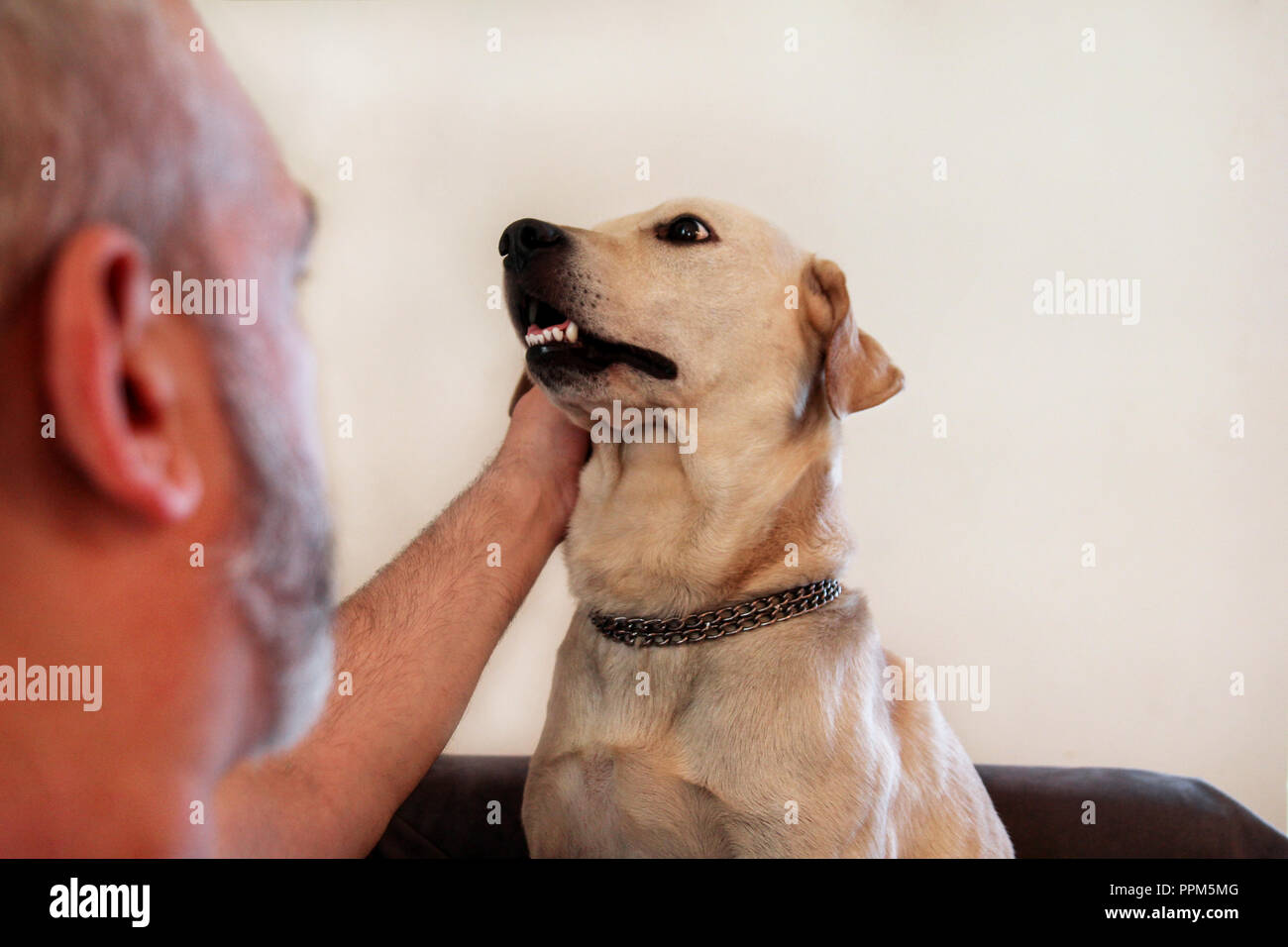 Yellow labrador retriever dog enjoys the company of his owner sitting ...