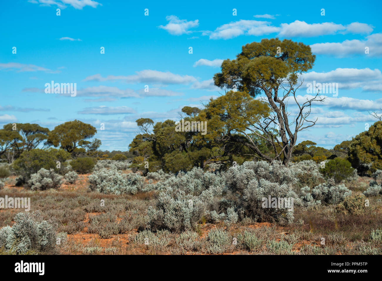Australian Eucalyptus tree, Mallee, South Australia Stock Photo - Alamy