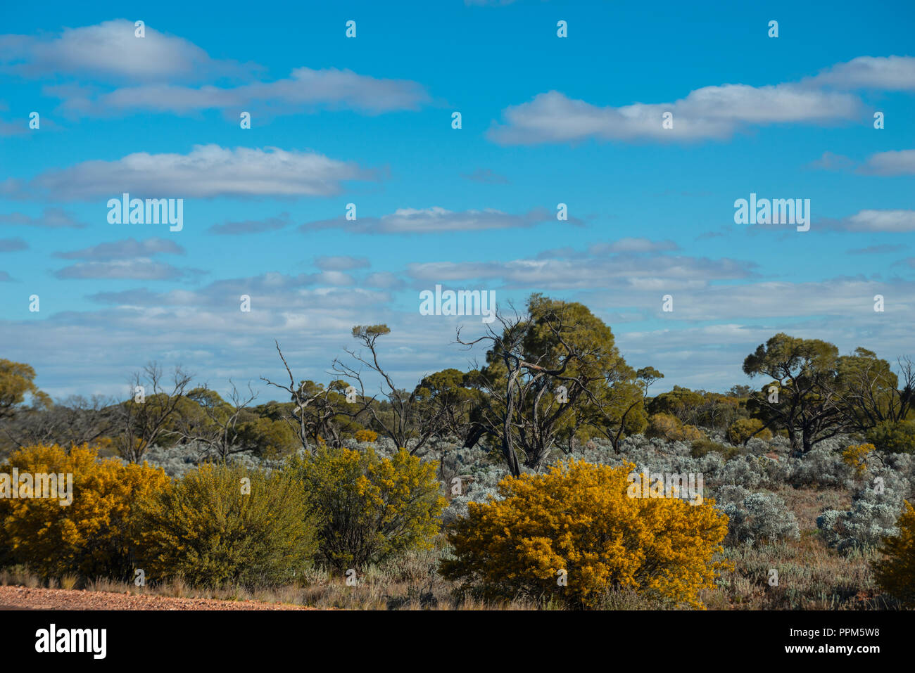 Australian Eucalyptus tree, Mallee, South Australia Stock Photo - Alamy