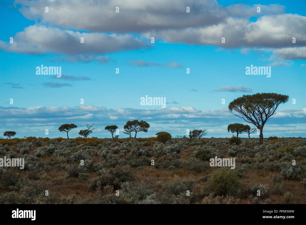 Australian Eucalyptus tree, Mallee, South Australia Stock Photo - Alamy