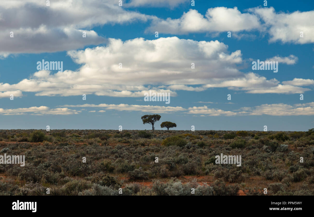 Australian Eucalyptus tree, Mallee, South Australia Stock Photo - Alamy