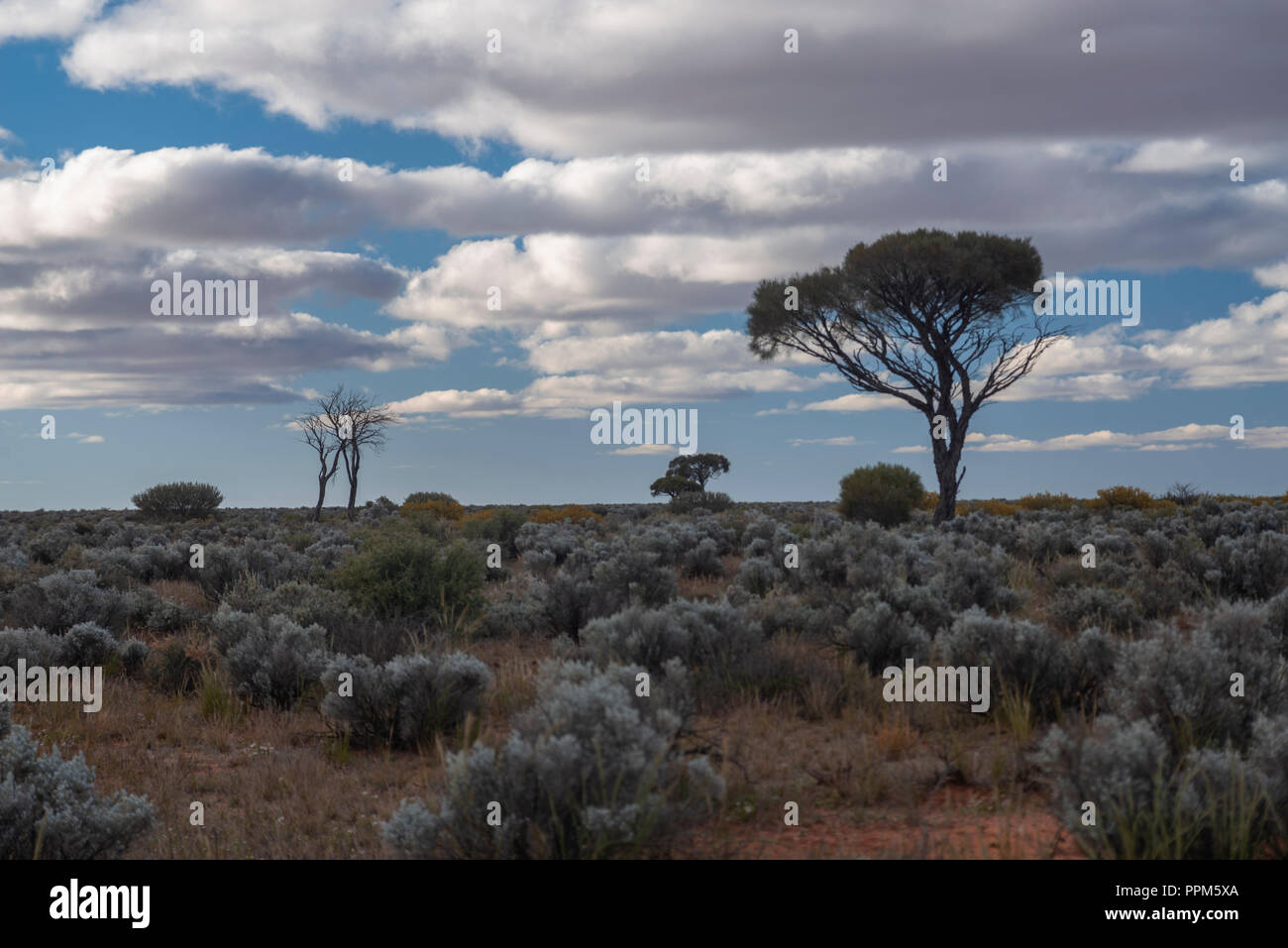 Australian Eucalyptus tree, Mallee, South Australia Stock Photo - Alamy