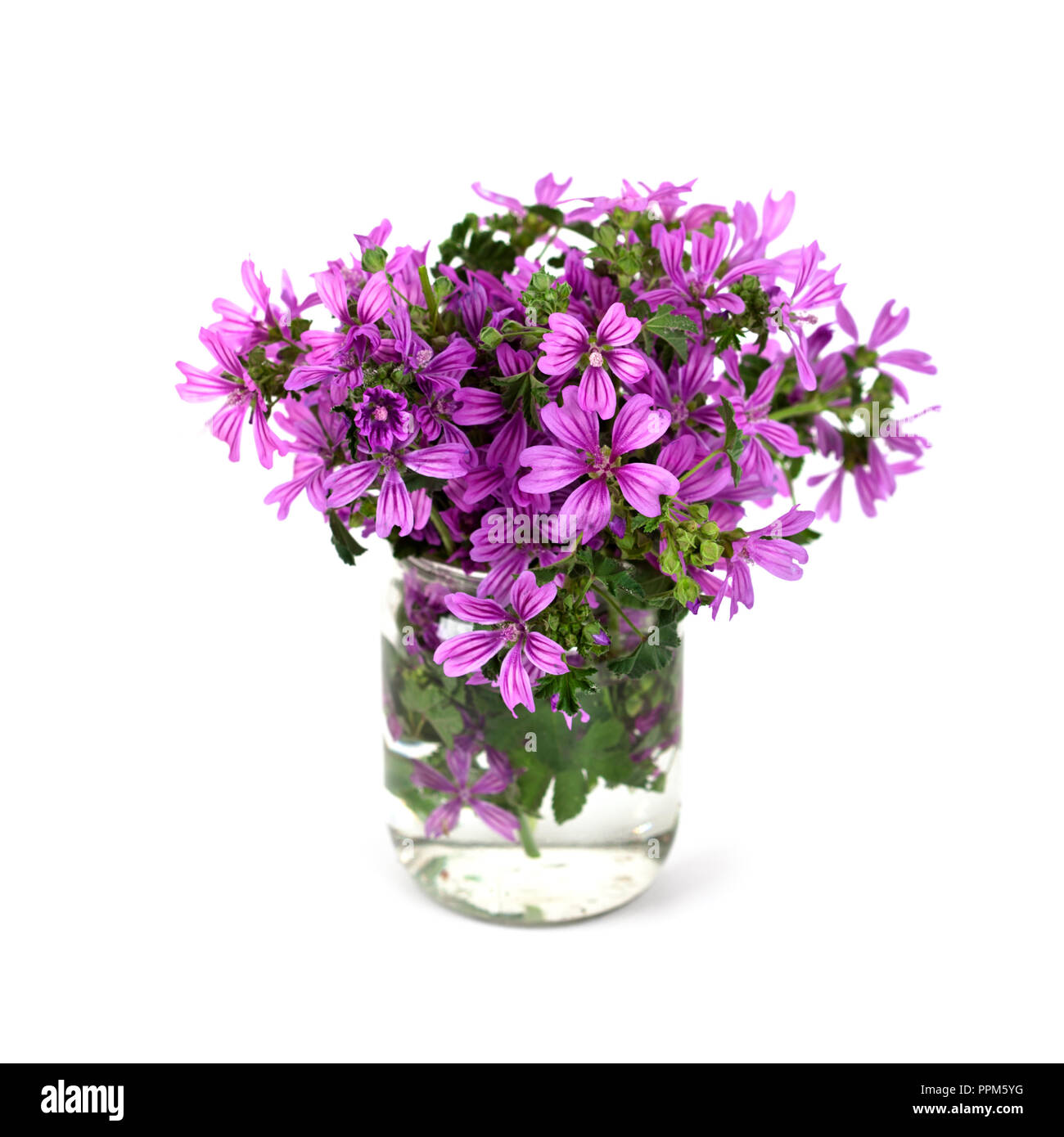 wild violet flowers in glass jar isolated on white background Stock ...
