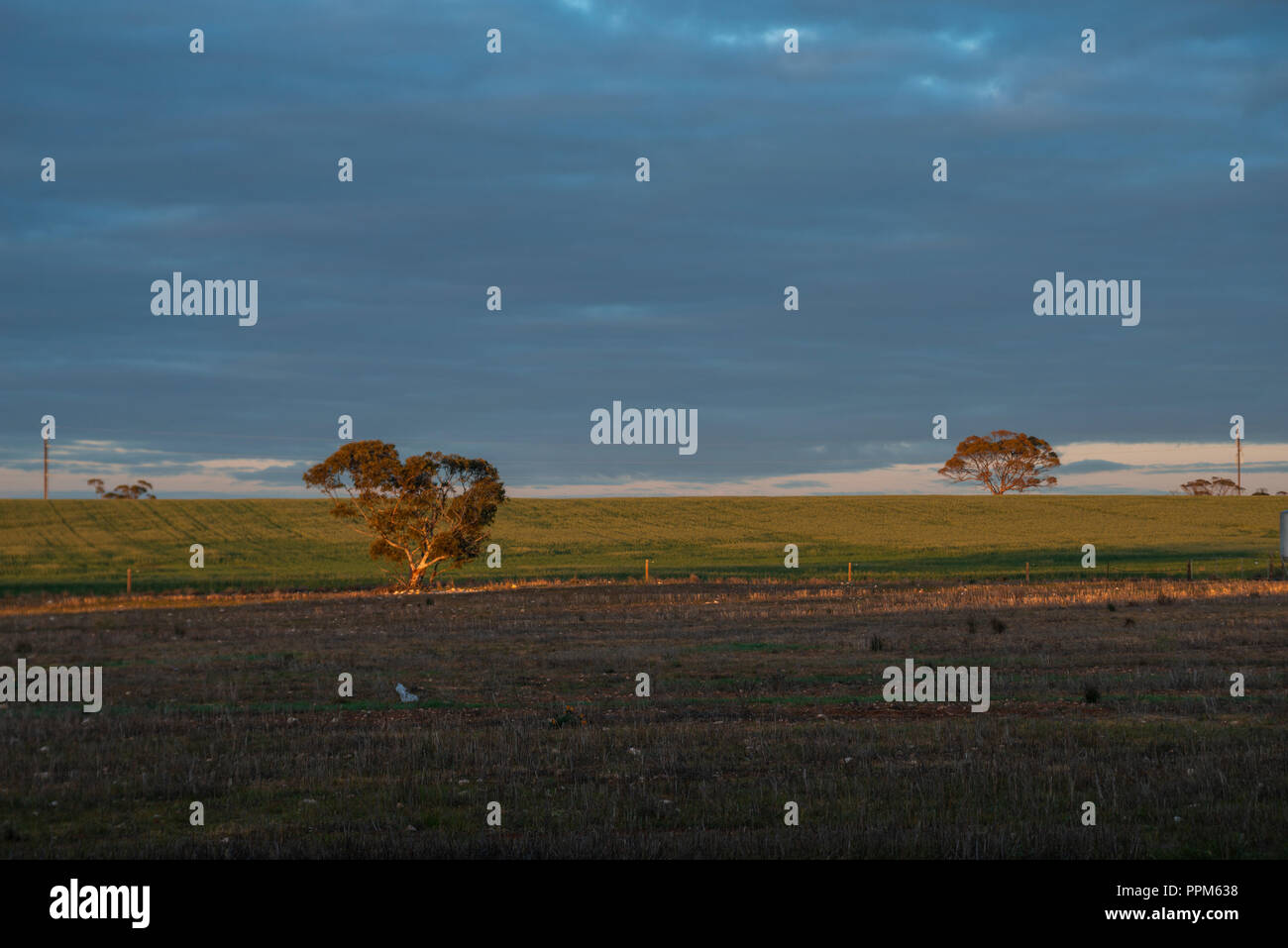 Australian mallee trees hi-res stock photography and images - Alamy