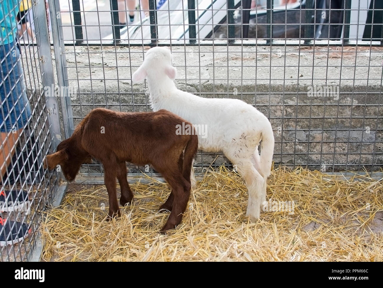 White sheep in cage hi-res stock photography and images - Alamy