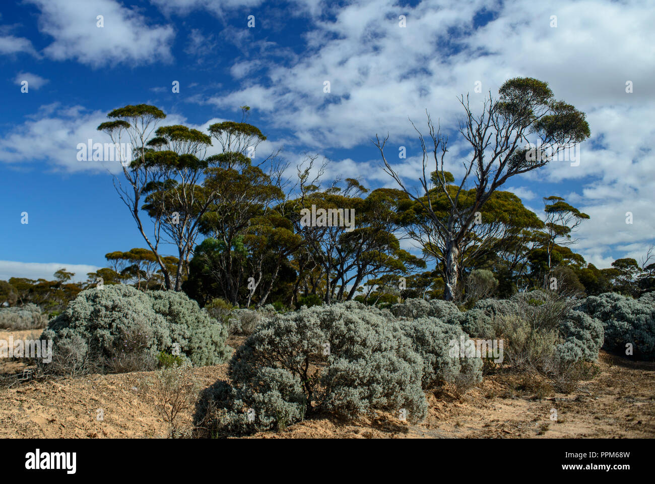 Australian Eucalyptus tree, Mallee, South Australia Stock Photo - Alamy