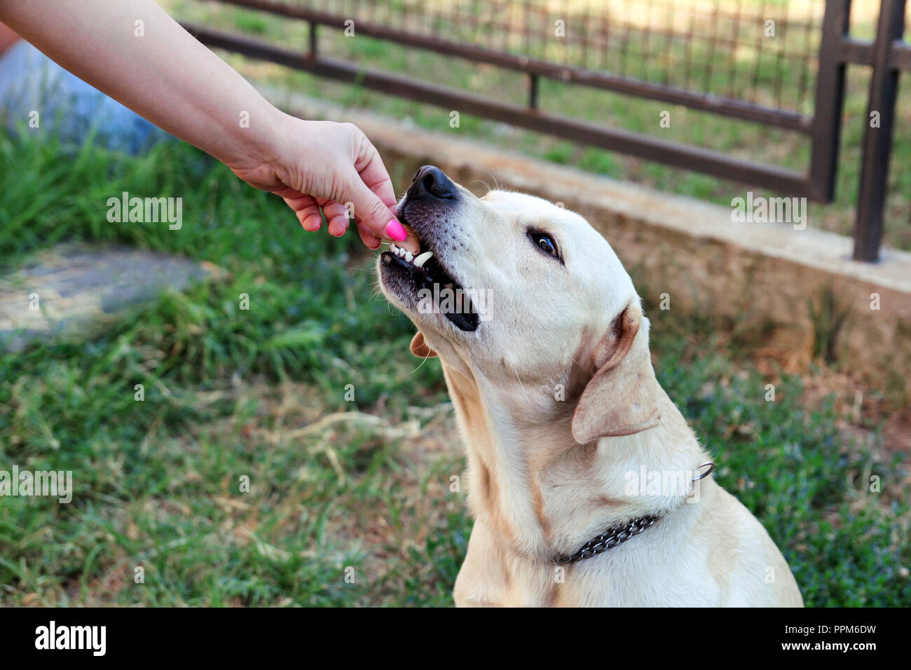 Owner feed dog. The hand of the owner of feeding their dog in the ...