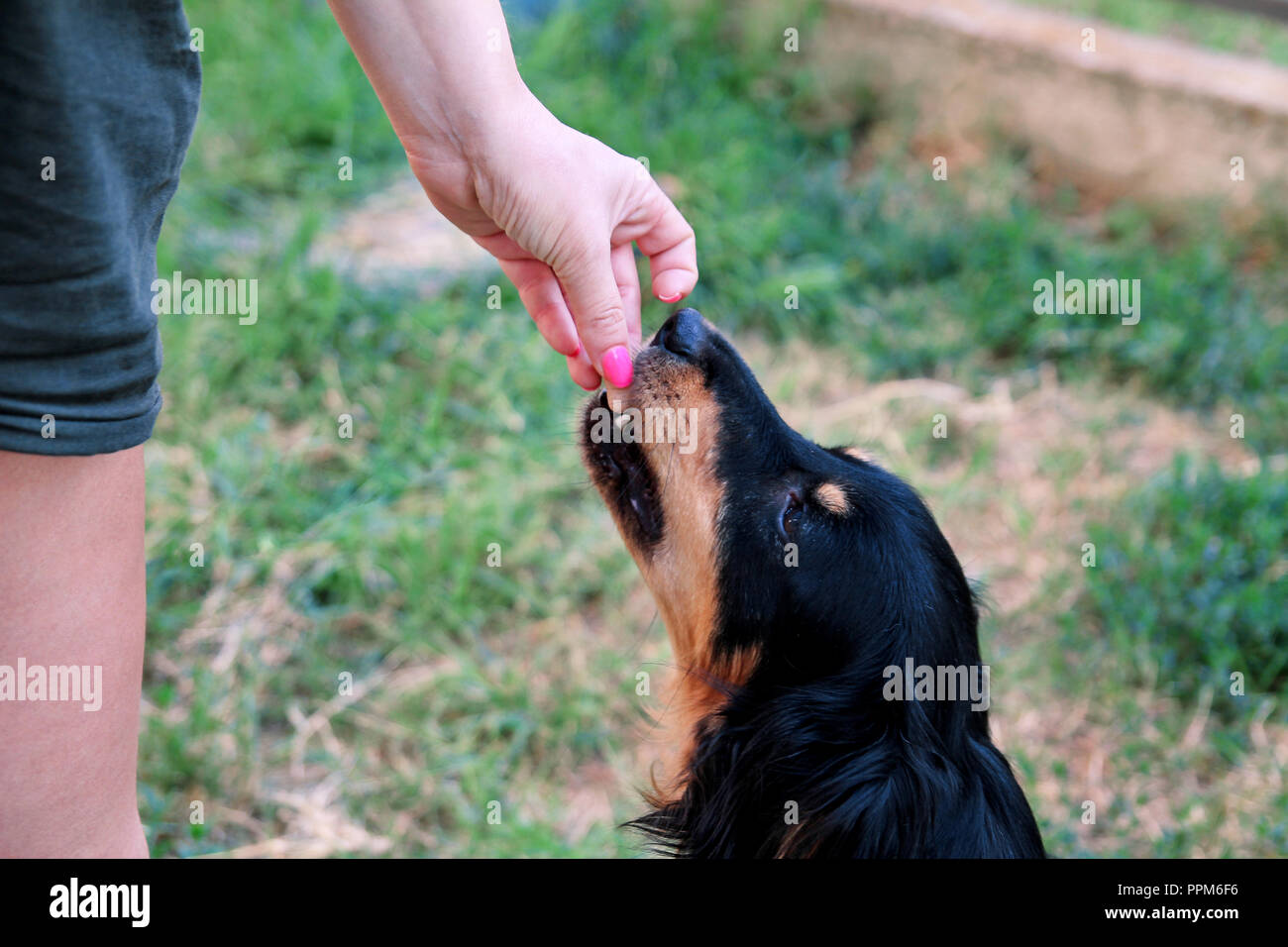 Owner feed dog. The hand of the owner of feeding their dog in the ...