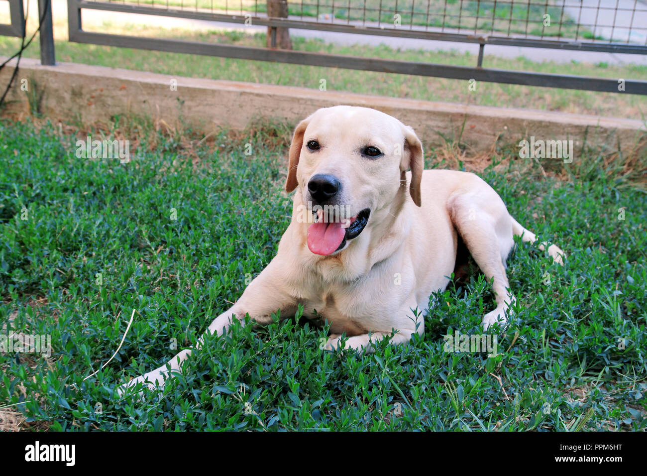 Labrador retriever resting in the beautiful natural environment of the ...