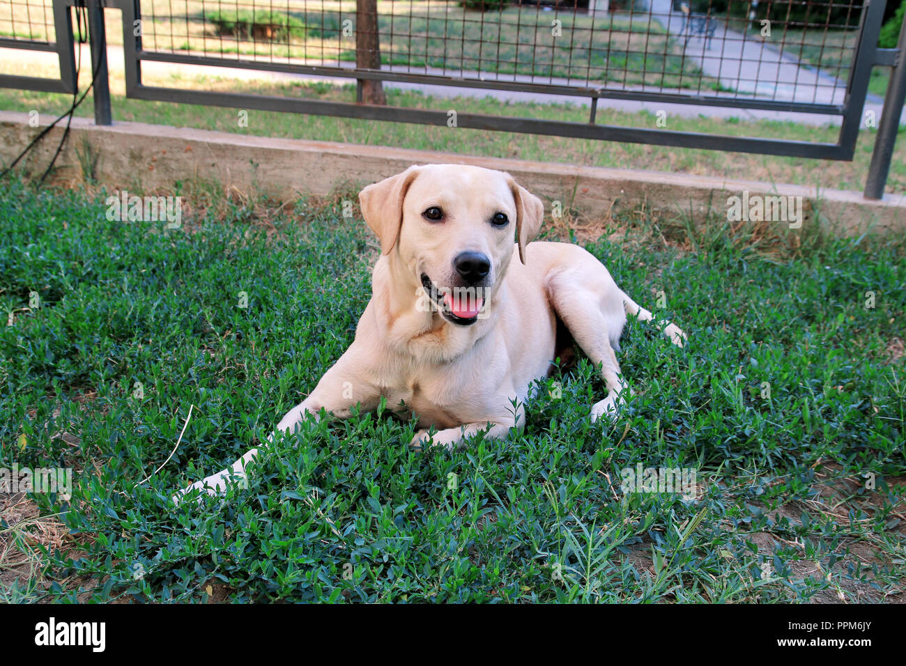 Yellow lab resting in grass hi-res stock photography and images - Alamy