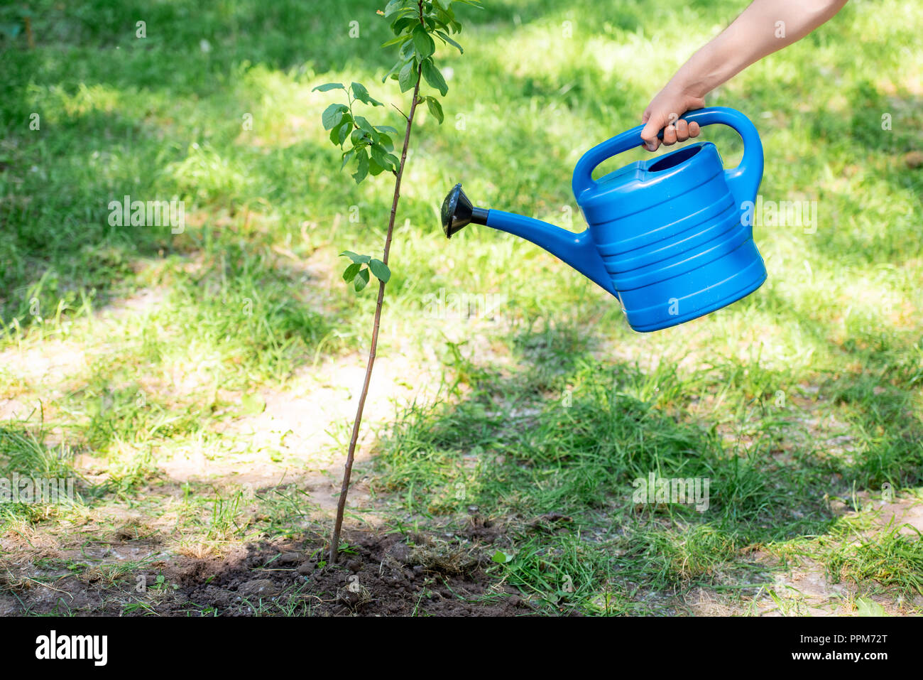 Male hand plant watering tree hi-res stock photography and images - Alamy