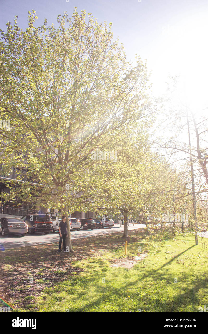 Faded trees hi-res stock photography and images - Alamy