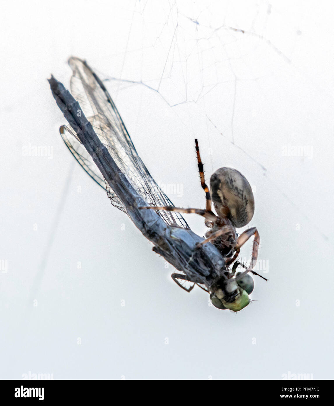A furrow orb-weaver spider, Larinioides cornutus, begins feeding on its ...