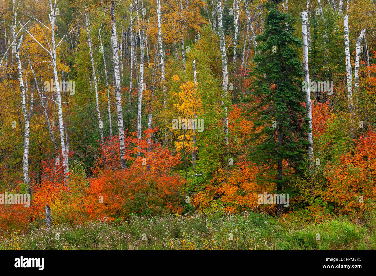 Fall foliage, North Shore Lake Superior, Lake County, Minnesota Stock ...