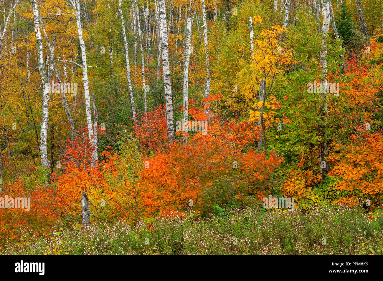 Fall foliage, North Shore Lake Superior, Lake County, Minnesota Stock ...