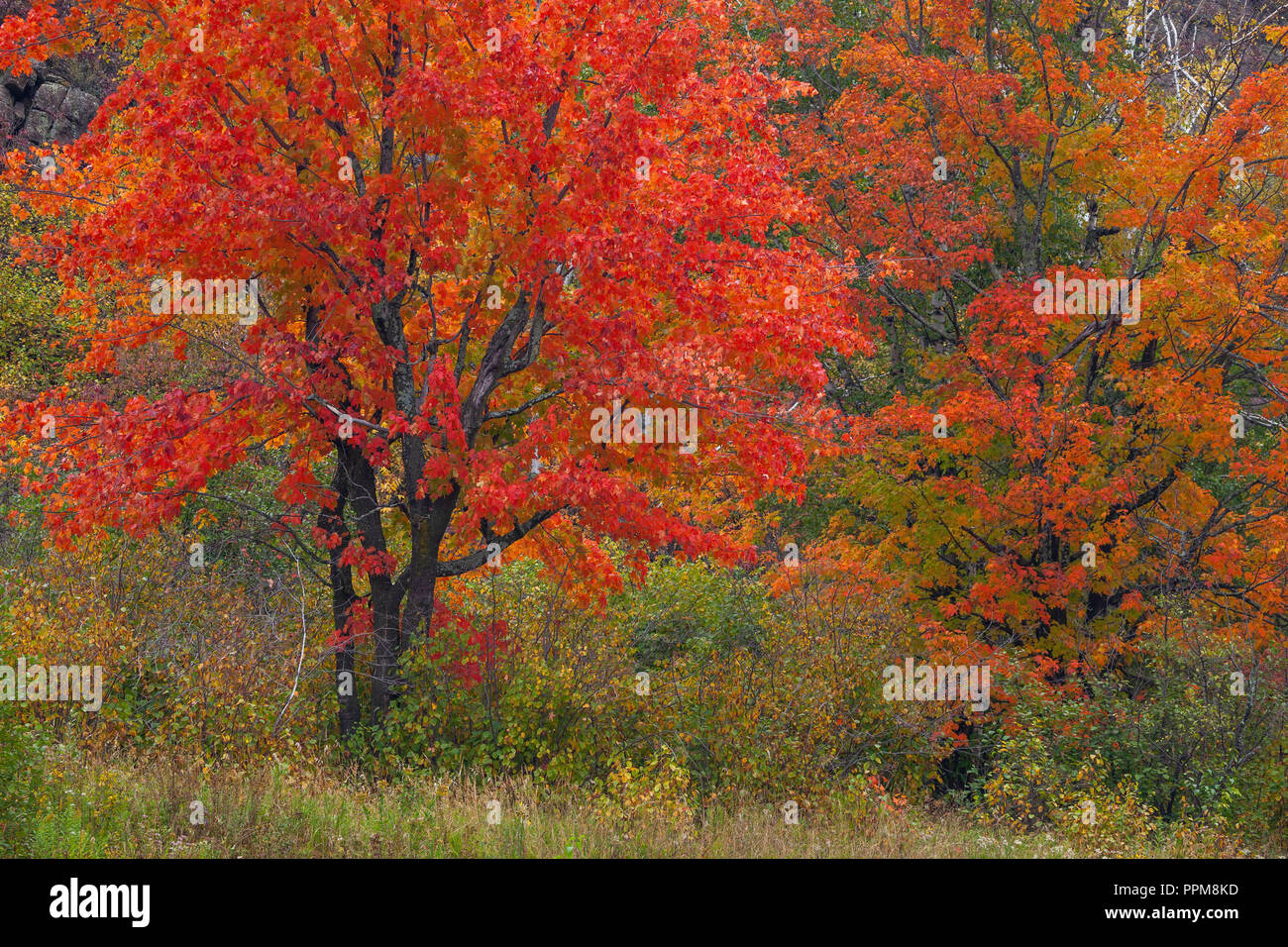 Fall foliage, North Shore Lake Superior, Lake County, Minnesota Stock ...
