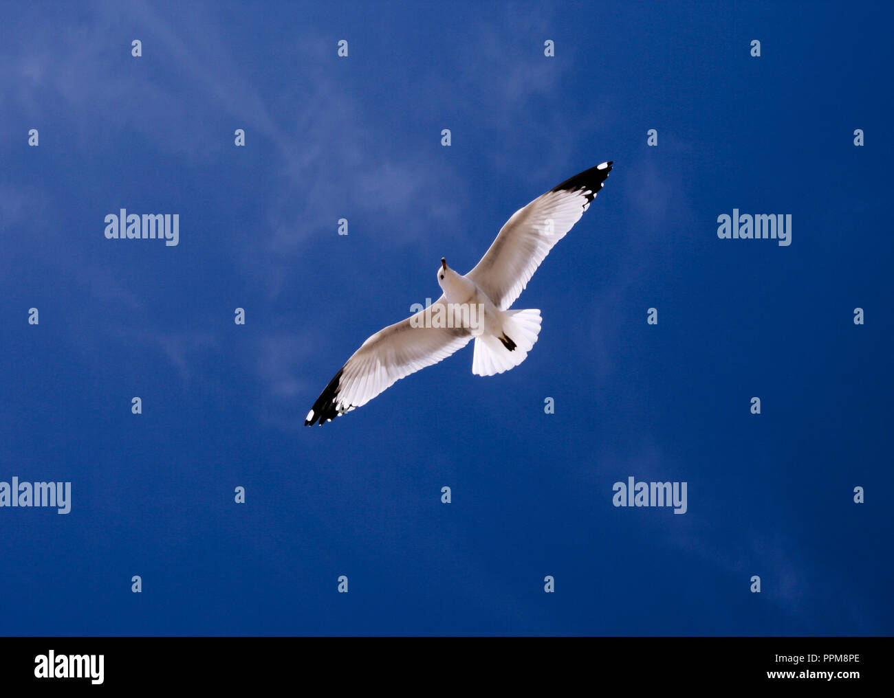 Flying Seagull with Expanded Wings Stock Photo - Alamy