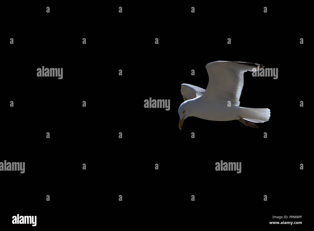 Flying Seagull with Expanded Wings Stock Photo - Alamy