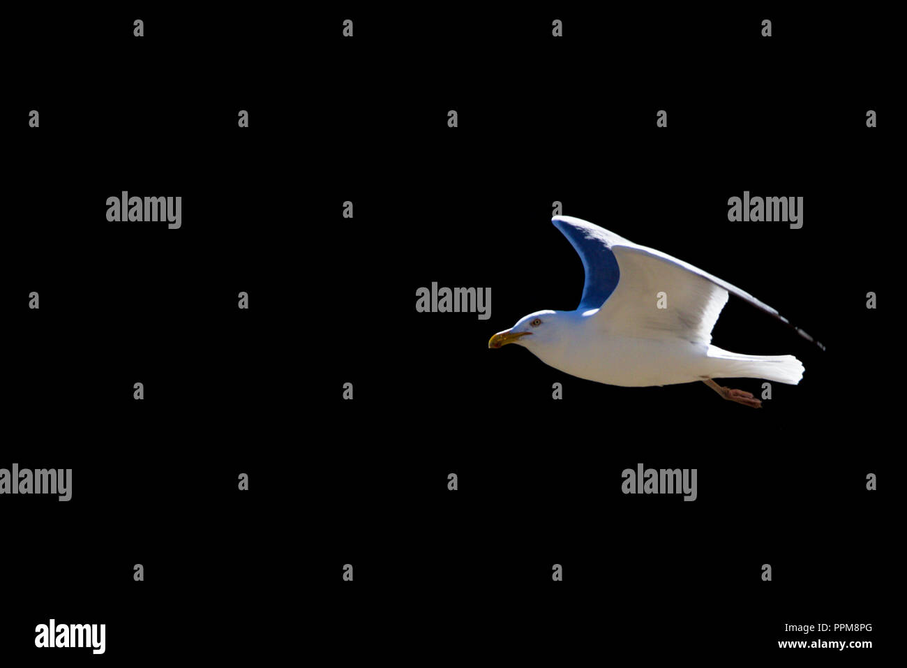 Flying Seagull with Expanded Wings Stock Photo - Alamy